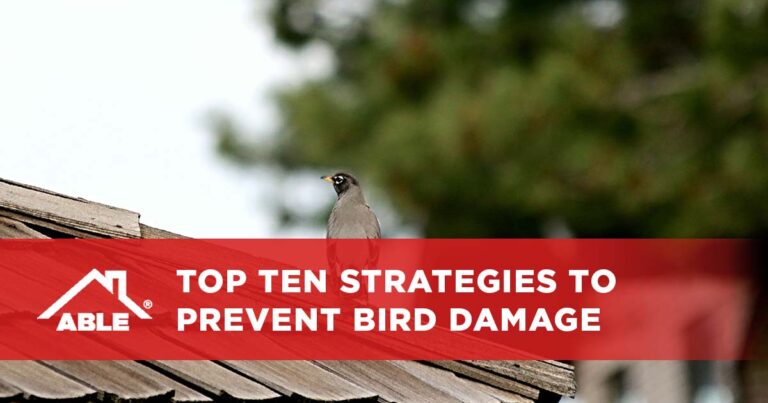 Top Ten Strategies to Prevent Bird Damage - Able Roofing